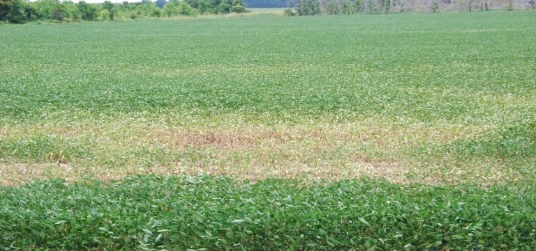 Beware of Charcoal Rot in Hot, Dry Conditions | United Soybean Board