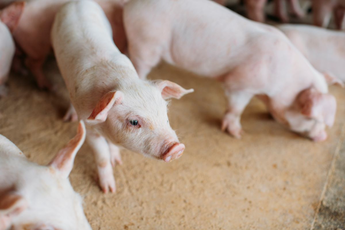 Checkoff Study Shows Soybean Meal Increases Weight Gain and Feed ...