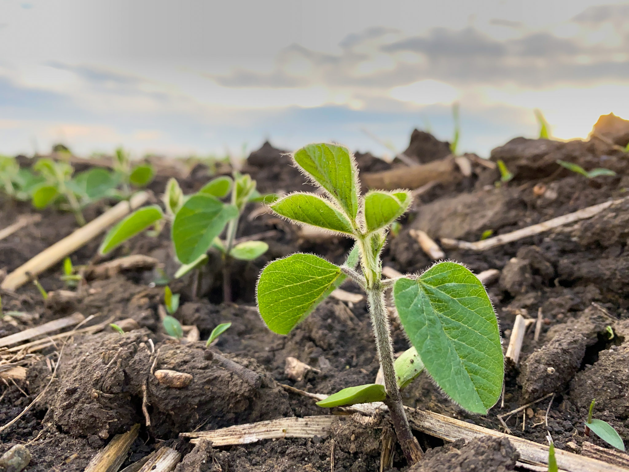 What Are Soybeans Used For? - United Soybean Board