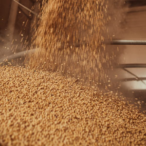 High Oleic Soybeans | United Soybean Board