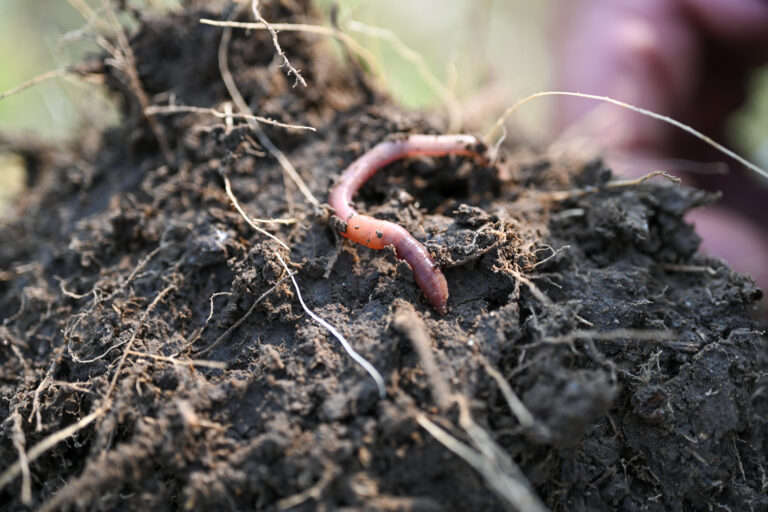 Build healthy, productive and sustainable soils with these four methods ...